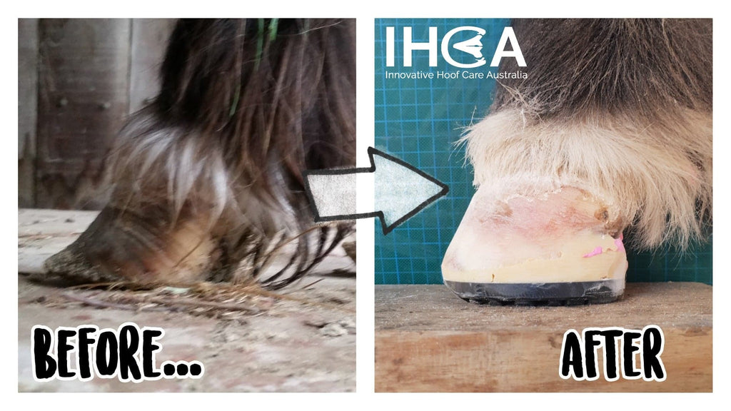 Cushings & Laminitis — Innovative Hoof Care Australia